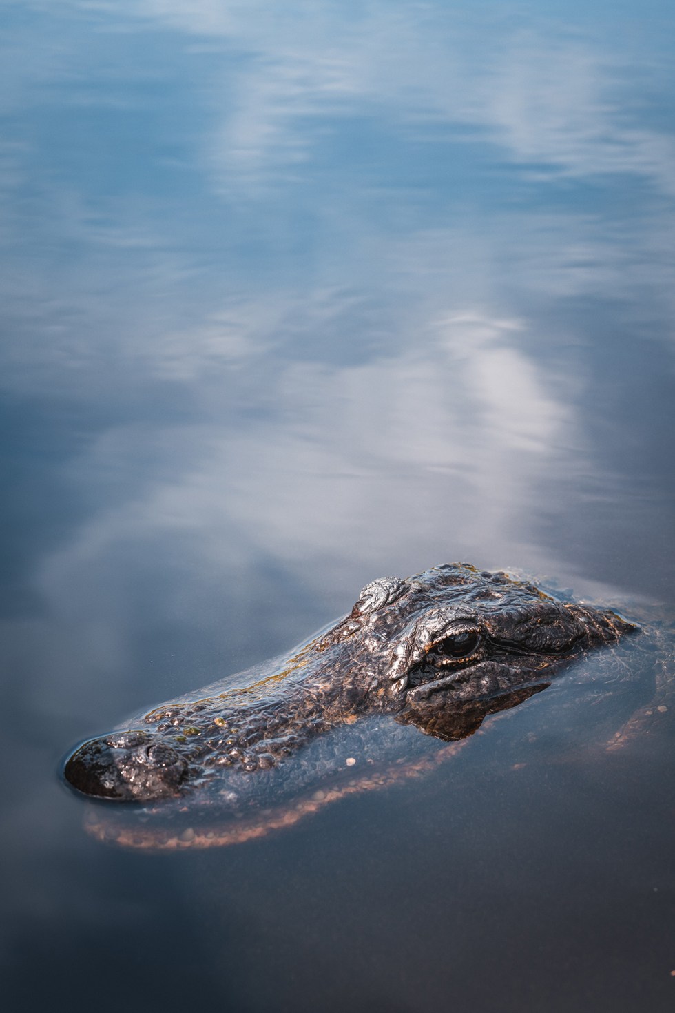 Swamp Invaders: Python Cowboy II